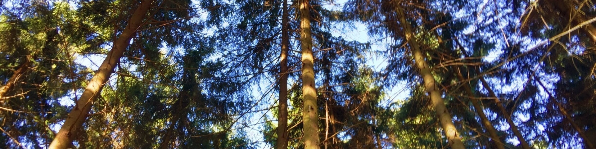 Uma floresta densa de árvores altas com um céu azul límpido.