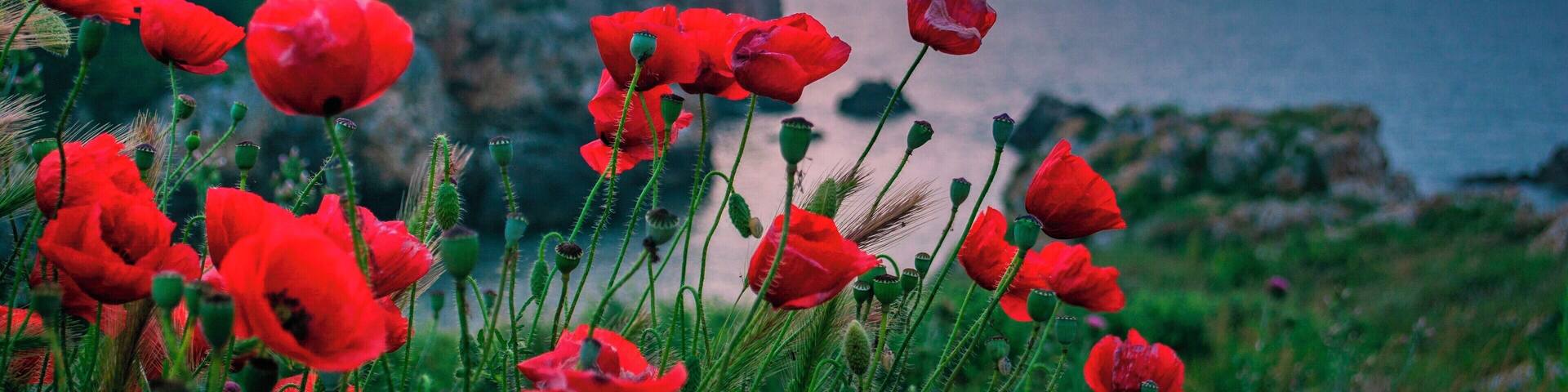 Poppies waiting for the sunrise.