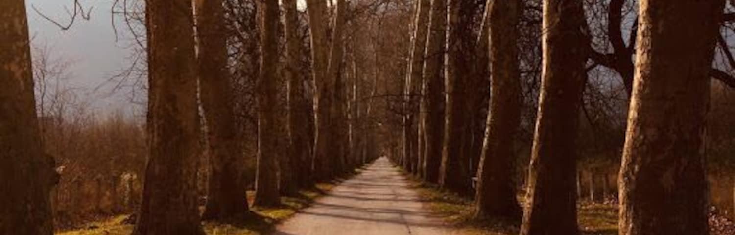 This road and the park at the end of this road is so beautiful it feels like it is from a different planet. It is in Bosnia Herzegovina, around 30 minutes to Sarajevo.
#Perspectives