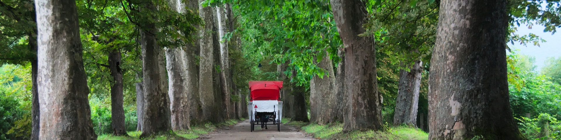 Uma estrada ladeada por árvores altas, com um veículo vermelho estacionado na lateral.