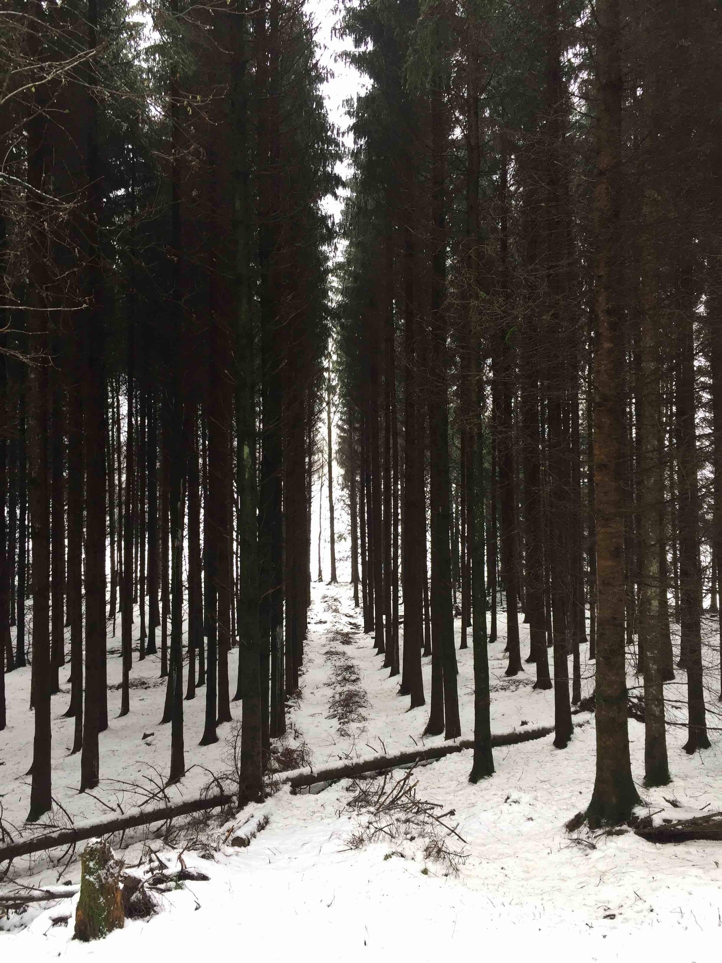 Uma floresta com árvores altas e o chão coberto de neve.