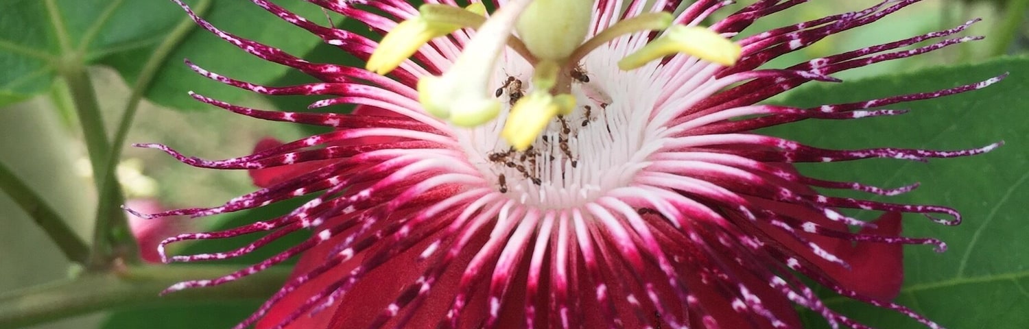 Red flower and the little ants.