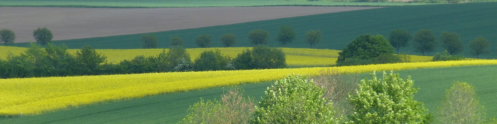 am Rennstieg zwischen Eberholzen und Westfeld