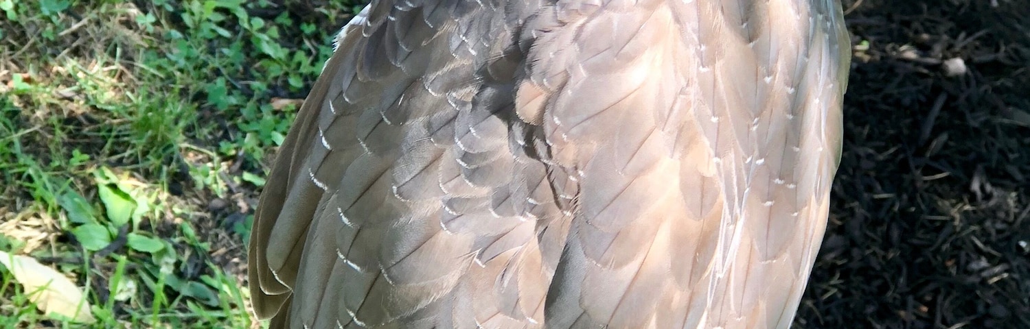 Beautiful birds of prey at the Columbus Renaissance Festival.
