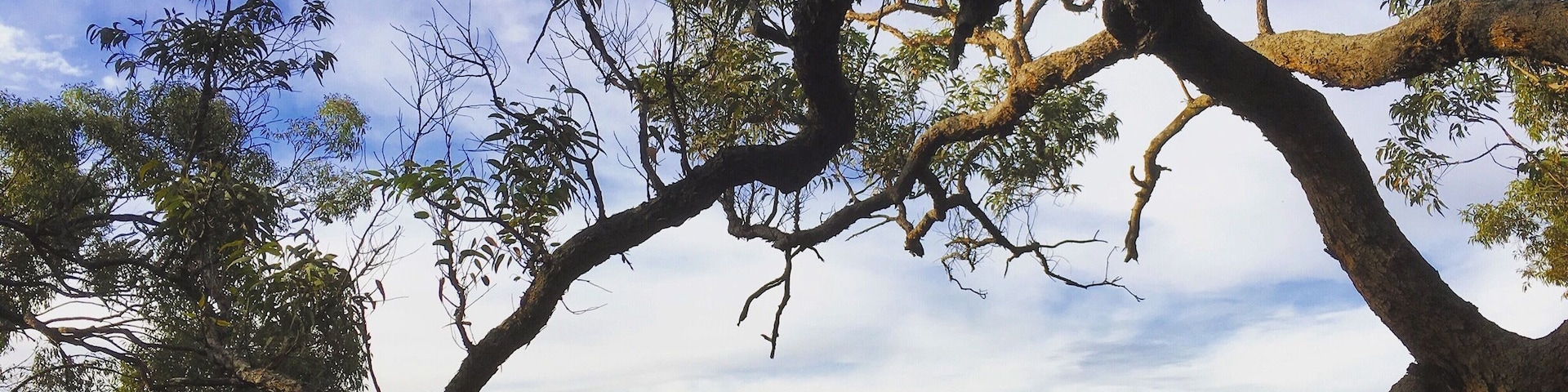 Foot of the Blue Mountains, Sydney 👌🏼