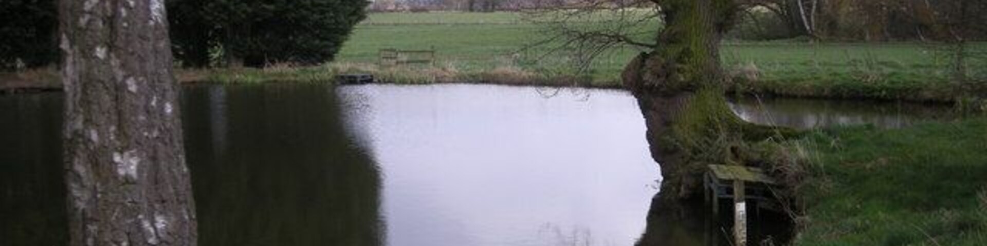 Um lago tranquilo com uma árvore em primeiro plano e um campo gramado ao fundo.