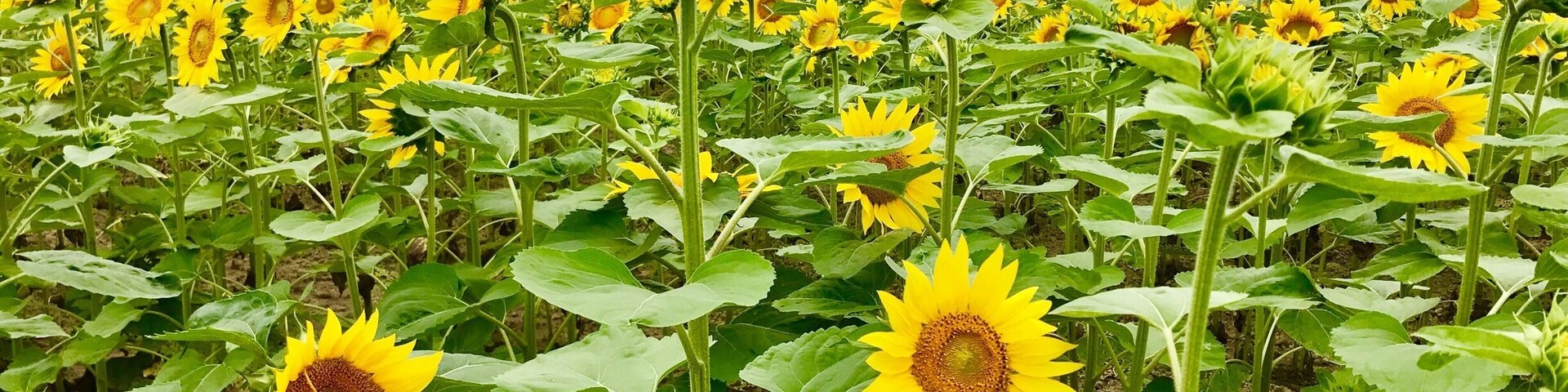 Visited the sunflower farm near Takikawa around end July! Amazing sights with over a million sunflowers!
