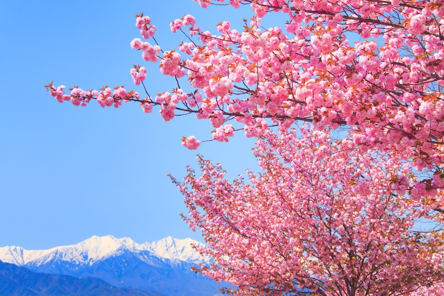 Uma cerejeira florida com flores cor-de-rosa contra um céu azul límpido, com montanhas cobertas de neve ao fundo.