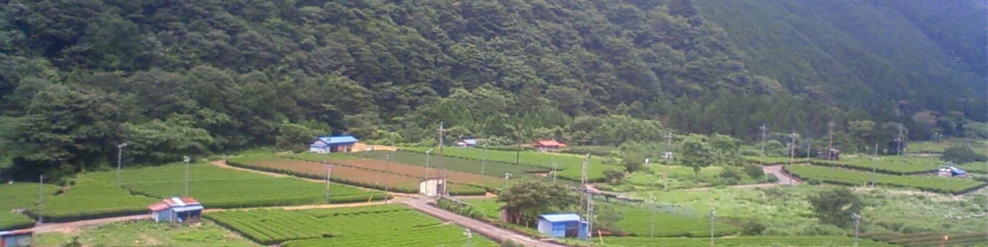 茶畑(本村)