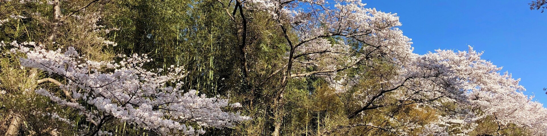 Bamboos with cherry blossom