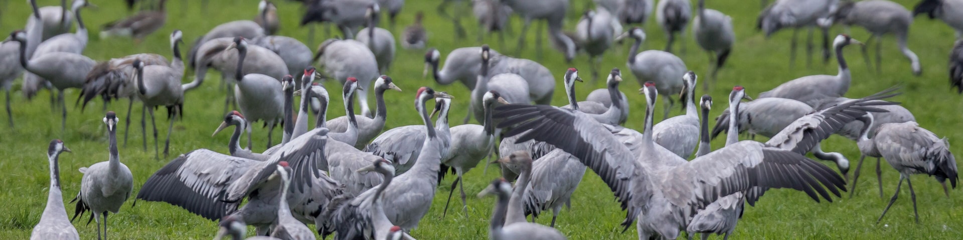 In autumn, gigantic numbers of cranes (Grus grus) gather in the northern federal states of Germany to rest and prepare for the long journey to the south. In some places such as the Günzer lake in Mecklenburg-Vorpommern the birds are fed by wheat that has been scattered the night before.