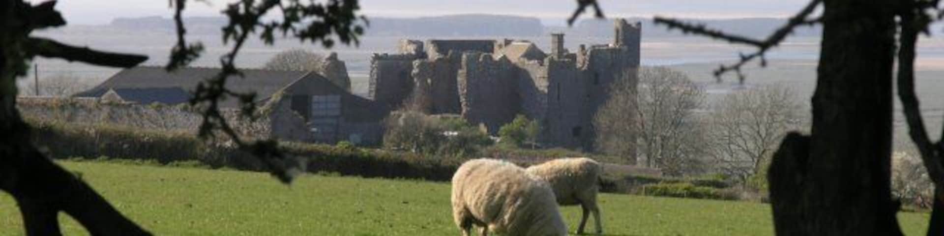 Weobley Castle Weobley castle, framed by trees.