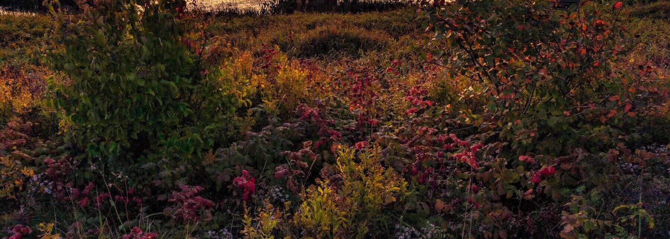 As we got close to Canada the Sun went down right over this beautiful NWR. On both sides of the road were pretty lowlands, and due to the crazy summer flowers were still blooming instead of fall color starting.