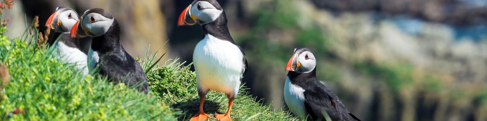 Pinguins-de-faces-brancas em um penhasco gramado à beira-mar.