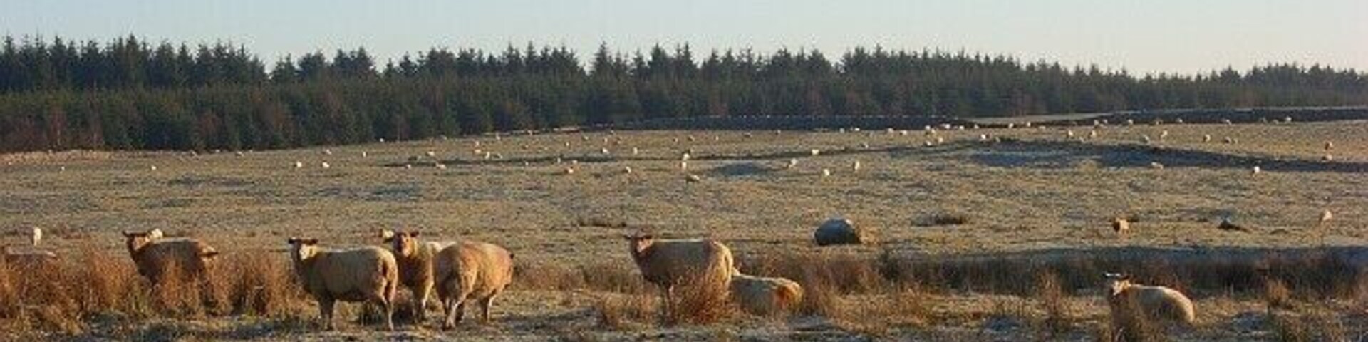 Um rebanho de ovelhas pastando em um campo gelado com uma floresta ao fundo.