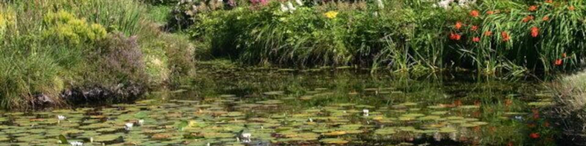 Ardwell Gardens pond Water lilies.