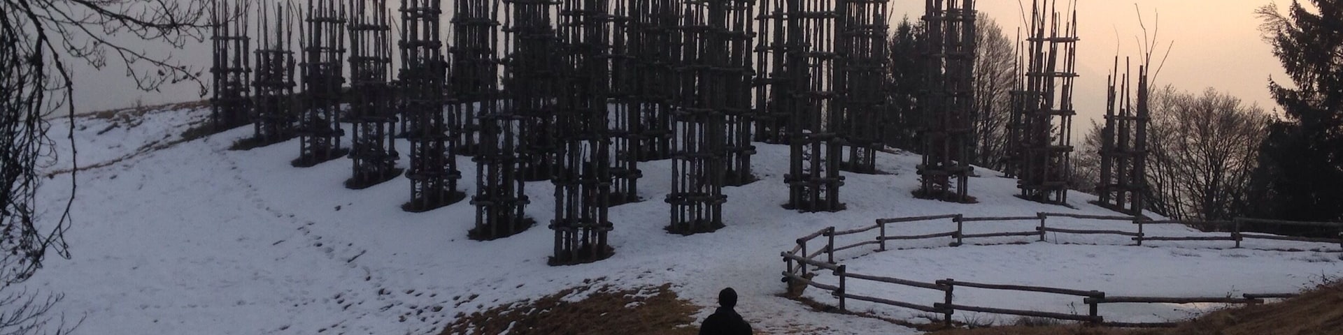 Vegetal cathedral during winter 2017