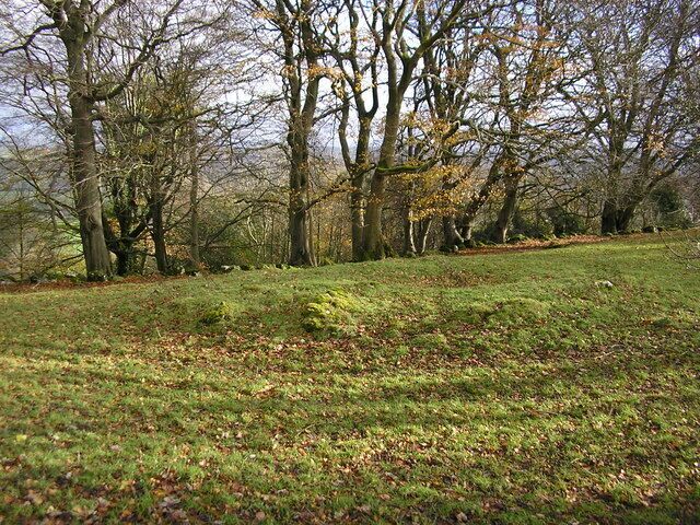 Um campo gramado com árvores e folhas caídas.
