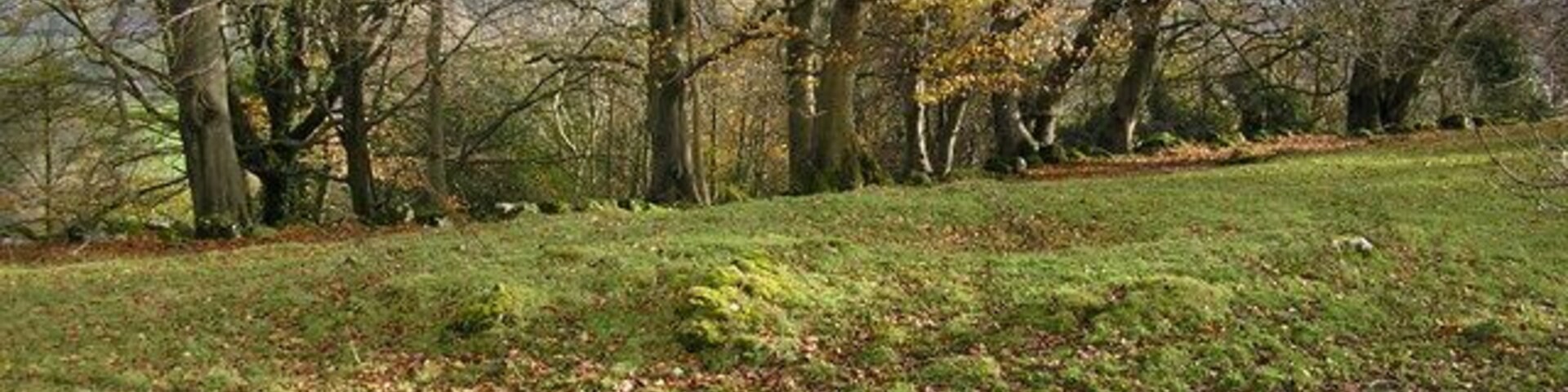 Um campo gramado com árvores e folhas caídas.