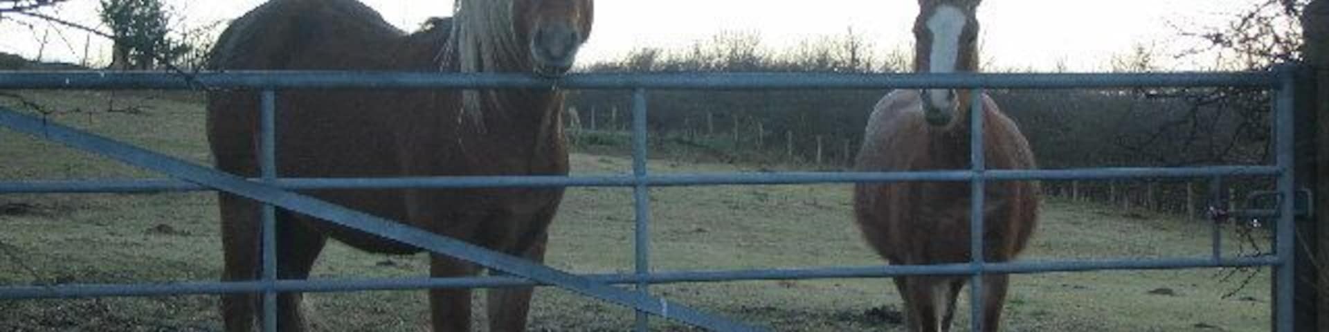 Paddock near Milwr Road. A view looking north with both horses at the paddock gate.