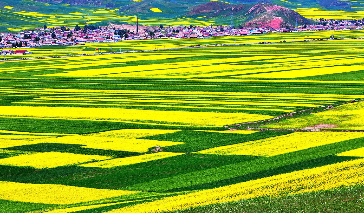 The #Menyuan Rape Flower in full bloom in this #Summer, every year from June to August is the #RapeFlower season in Qinghai. Blue sky, white clouds leisurely, beautiful villages and yellow rape flowers are fused together, the land becomes a sea of blossoming rape plants.