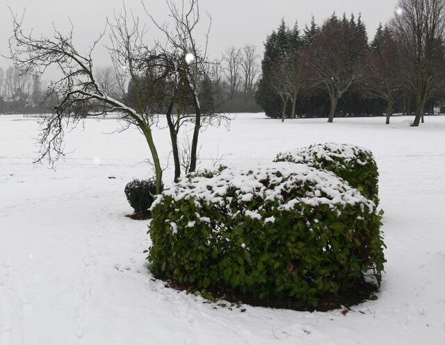 Um parque coberto de neve, com arbustos aparados e árvores sem folhas.