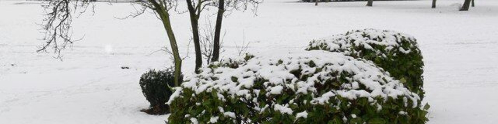 Um parque coberto de neve, com arbustos aparados e árvores sem folhas.