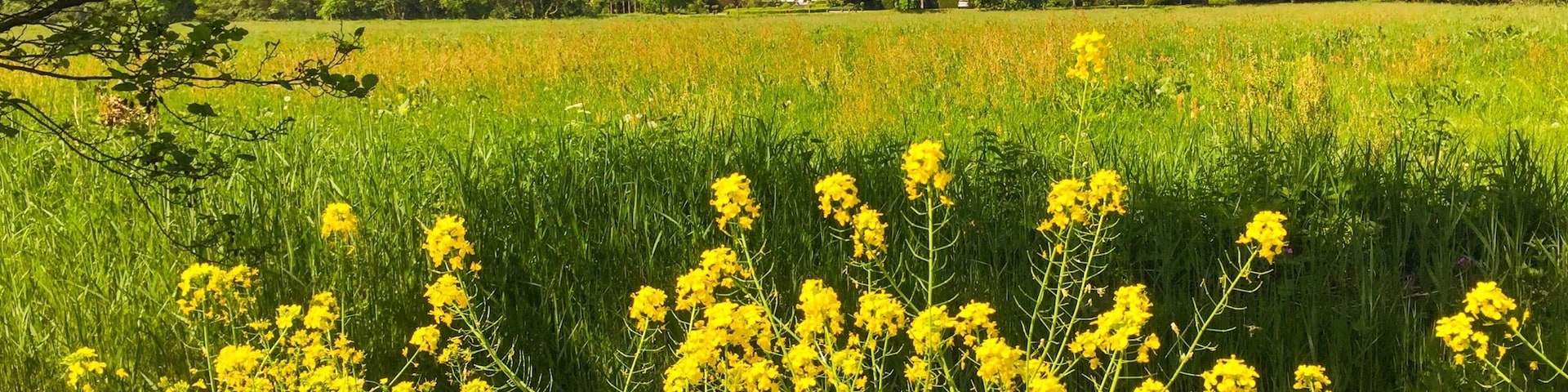A beautiful mansion in the middle of a sea of yellow flowers