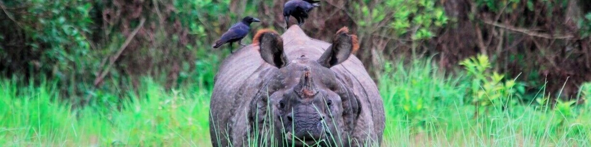 After walking through the jungle in flip flops (not recommended) for around an hour, we came into a clearing and found this lone rhino. Spent a few minutes taking photos of it, then found when I put my camera down, everyone else had run away under the impression it was going to charge, thanks for telling me guys!
#nationalpark