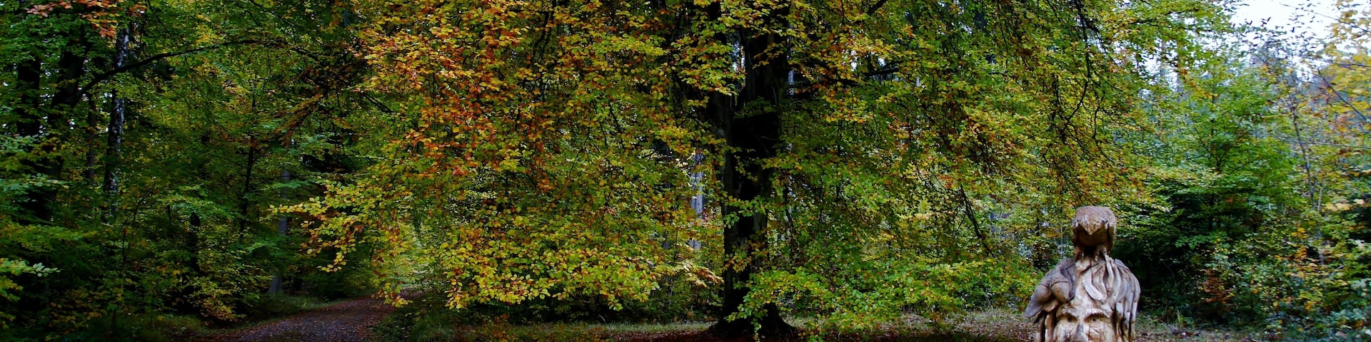 Waldgeist im Schönbuch (4328)