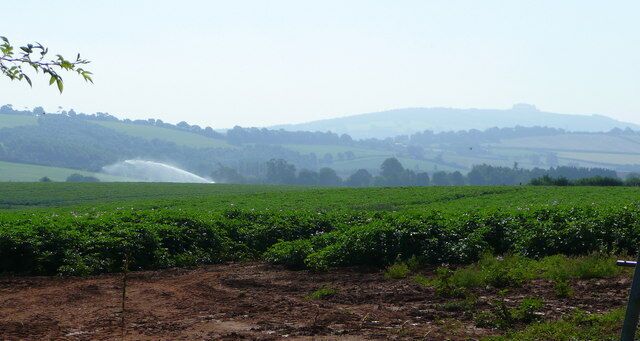 Vinhedo com fileiras de videiras e sistema de irrigação no campo.