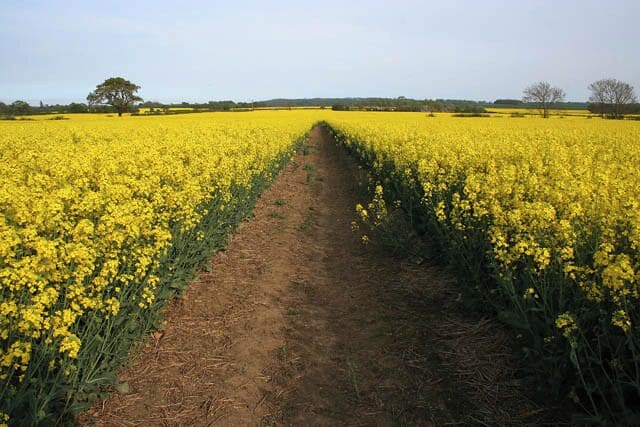 Um campo de flores amarelas com uma trilha de terra que o atravessa.