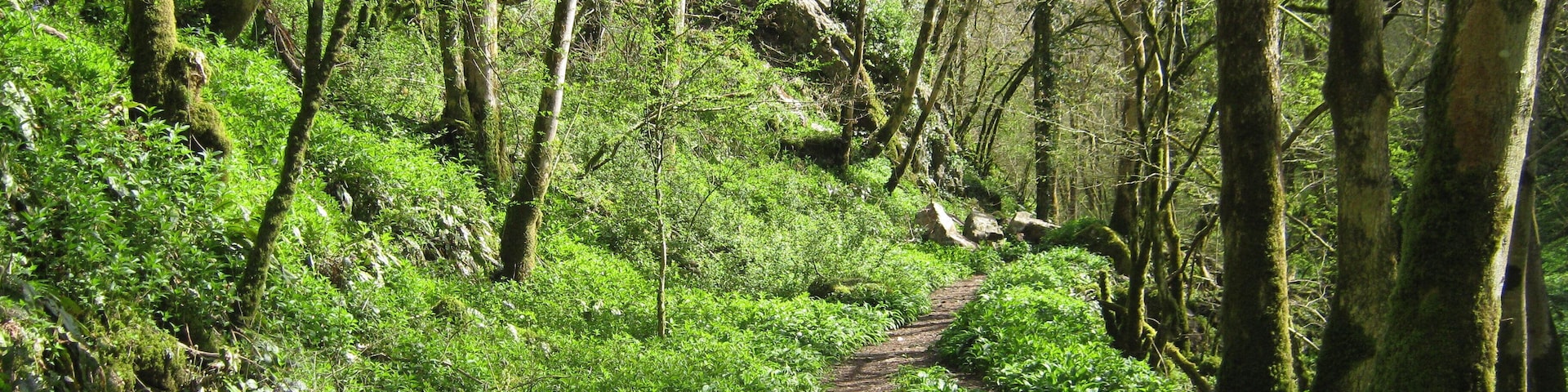 Harridge Wood, Nettlebridge.