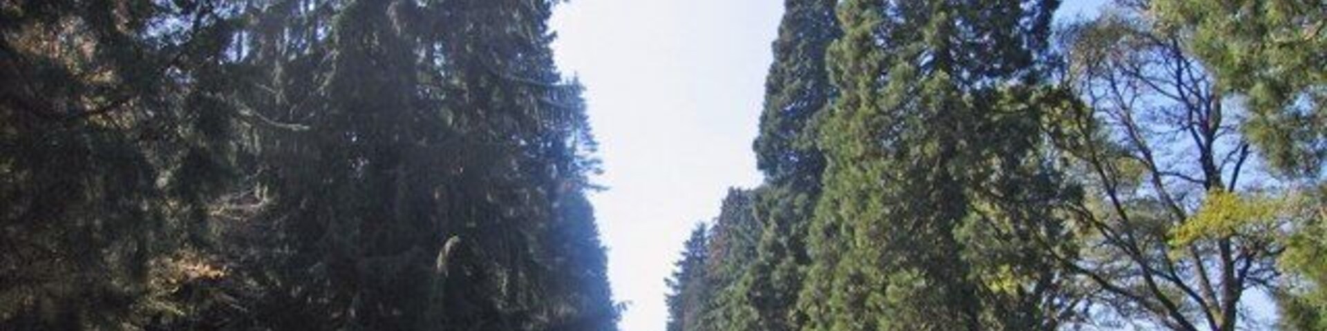 Uma estrada ladeada por altas árvores perenes e um céu azul límpido.