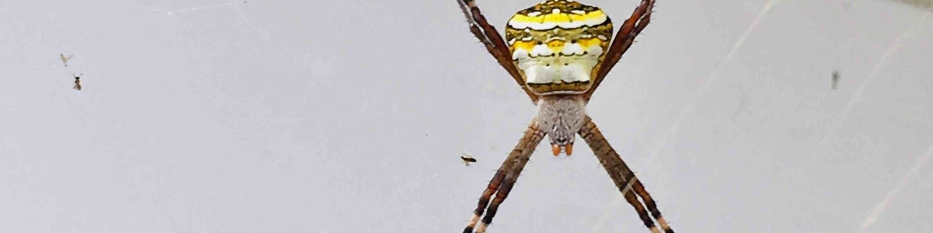 "Wow...what a beautiful spider....that yellow & black stripes ...so attractive"..I don't know whether it's a male or female..Anyways it has got so many insects to eat "😋🕷🕸🦟..
Argiope anasuja Thorell is a species of harmless,Orb-weaver spider..
Commonly seen in india,Pakistan,srilanka &Maldives..
These spiders construct vertical webs in shrubby plants and decorate their webs with stabilimenta. They usually rest in a head down position on the web. As one approaches the web, they hold their position until the last moment before slipping round in a flash to hide on the other side of the stabilimentum. Argiope is spread across tropics to temperate regions.#Nature#Animal lovers#perspectives#Spiders#insectlover🐞🐛🐝🕷🐜