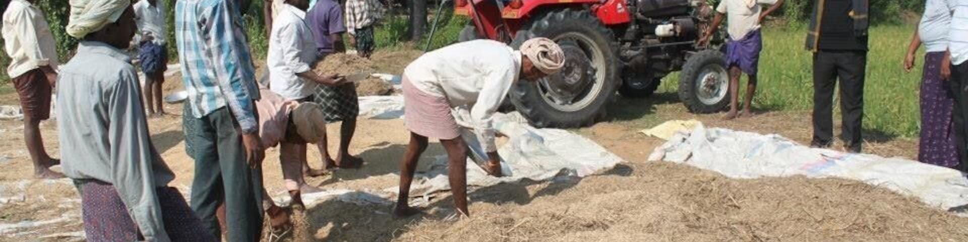 The process of gathering rice crop from the field !!!
