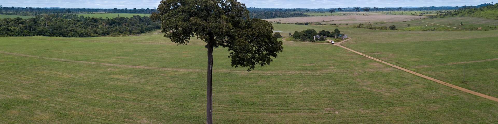 Uma árvore solitária num extenso campo verde, com uma casa ao longe e colinas ondulantes sob um céu nublado.