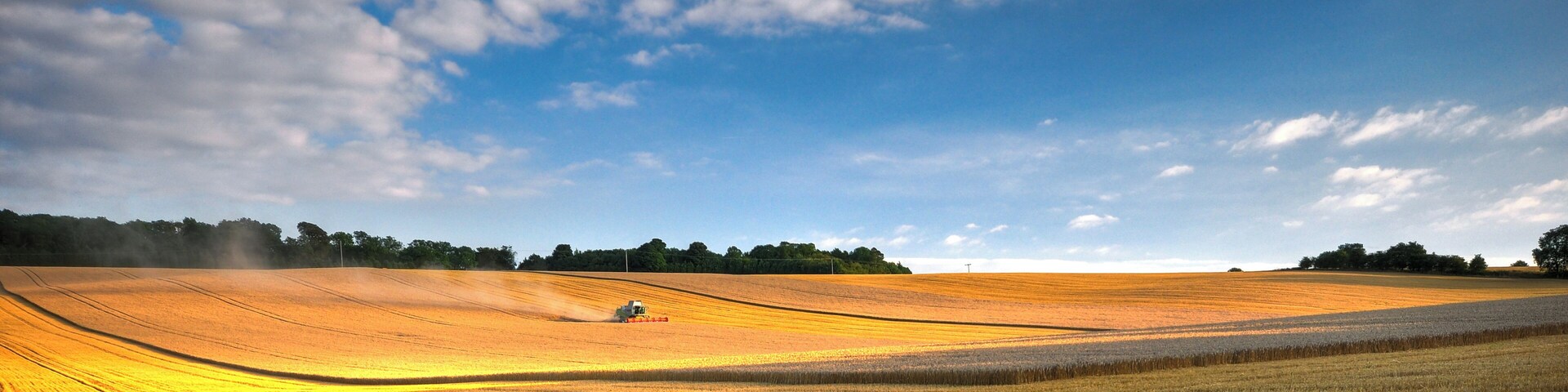 Campo dourado de trigo com um trator ao longe sob um céu azul com nuvens.