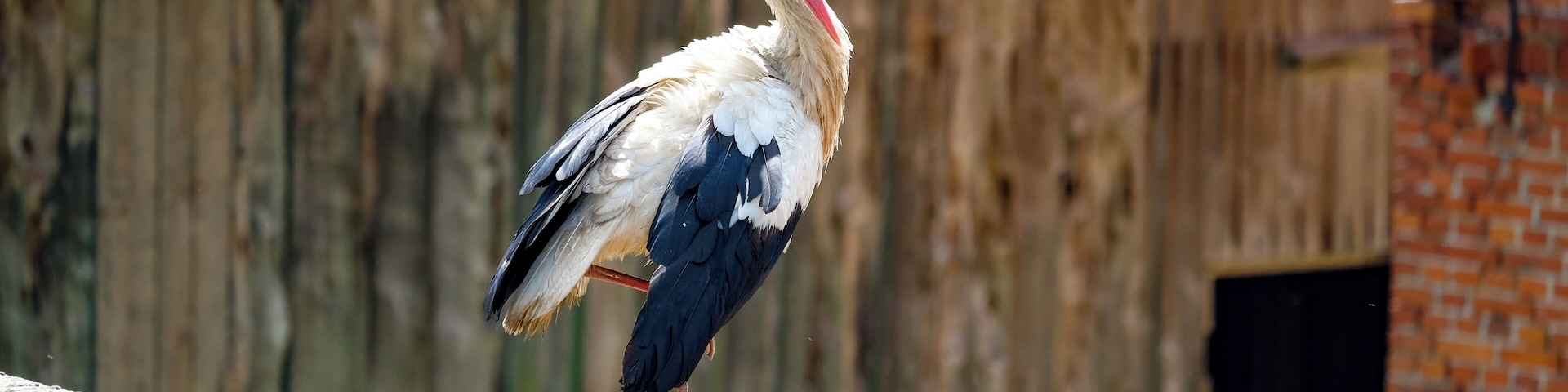Nestled close to the russian border, the village of Zywkowo in Poland is home to storks. They come back year after year from Africa, to this village... to a point where in the summer months, there are more storks than inhabitants!
#nature #stork #poland