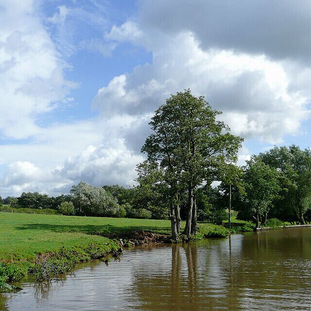 Um lago tranquilo com uma árvore ao centro, rodeado por grama verde e árvores sob um céu parcialmente nublado.