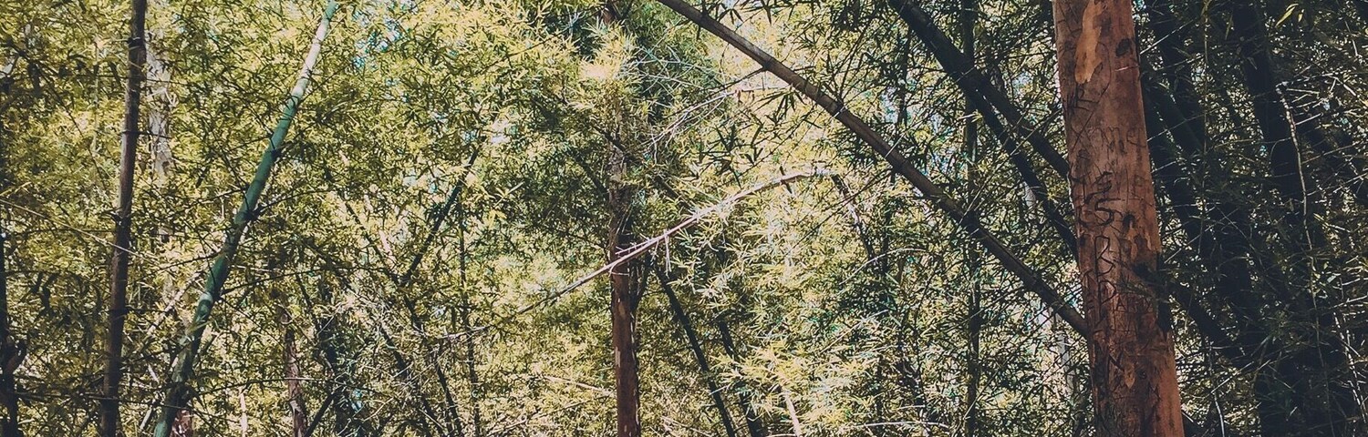 Mother Nature ❤️ mayuri nursery is located between the twin cities of Jadcherla and Mahabubnagar! It has a 1000meters treck, rope way , also a sneak peak in to the jungle through a bridge !!!