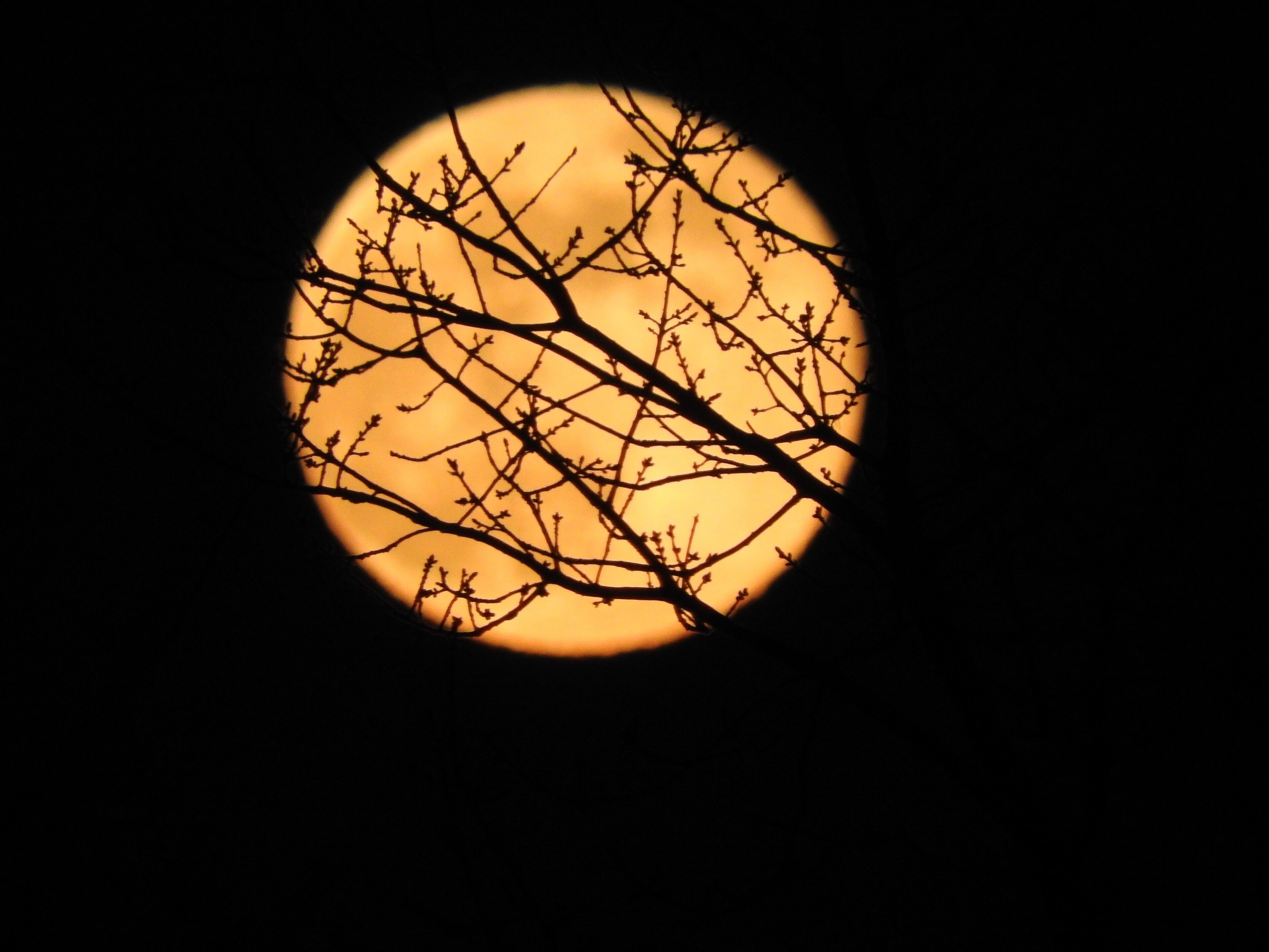 Visão circular de galhos nus de árvores em silhueta contra um céu laranja vibrante.