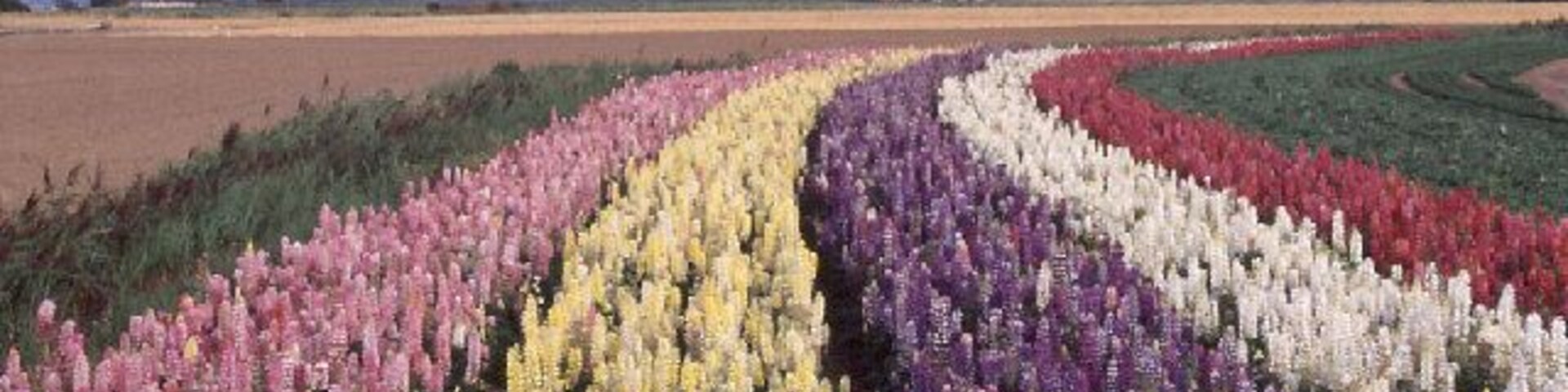 Fenland: lupins in bloom, a crop of nursery stock at Outwell. When the nursery stock is in bloom the fields are startlingly colourful.