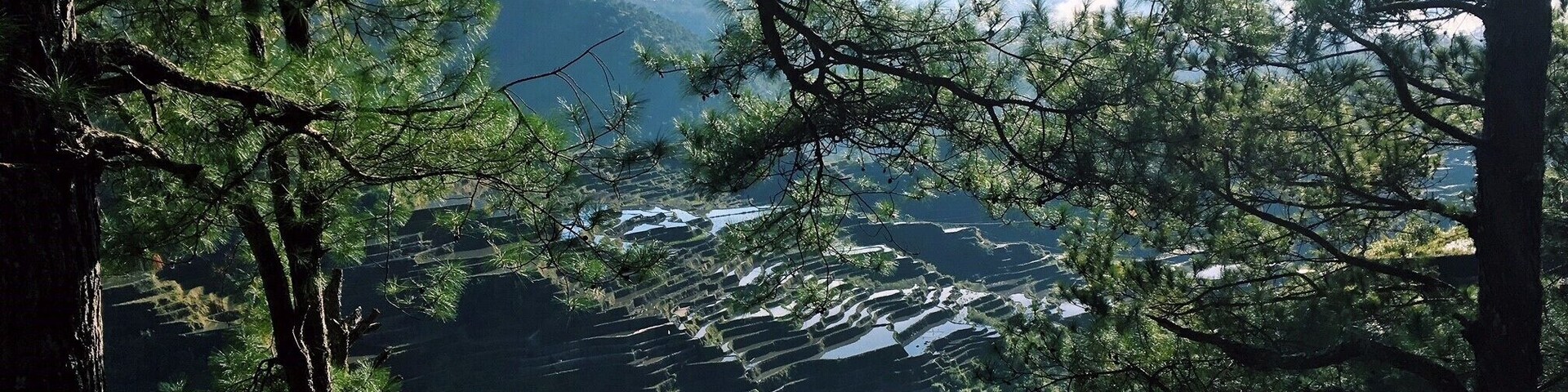 Paisagem montanhosa com arrozais em socalcos e pinheiros.