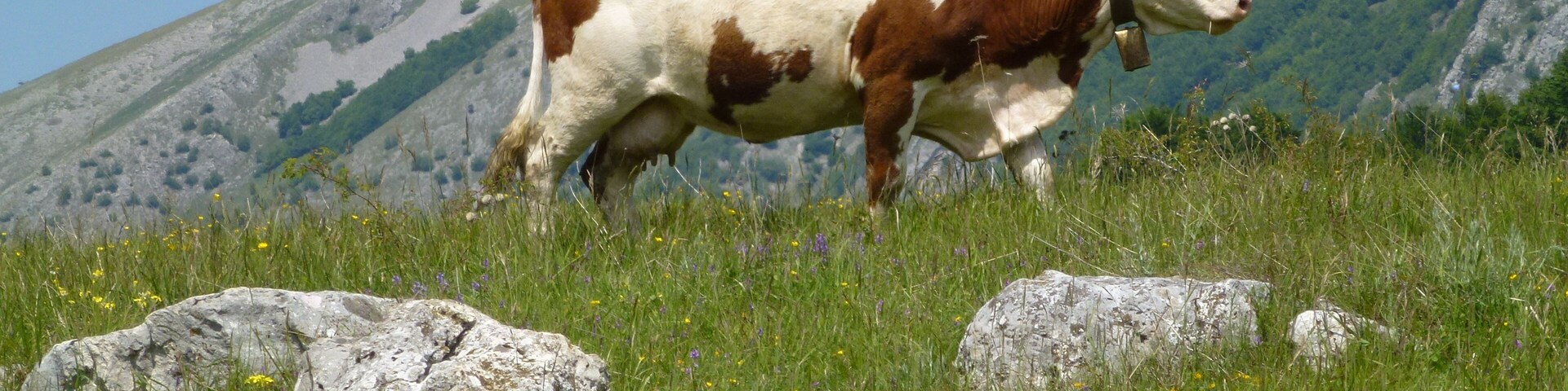 Uma vaca pastando em um campo gramado com pedras grandes e uma montanha ao fundo.