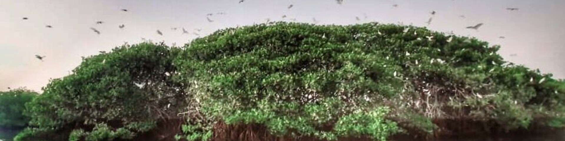 Rarely do you get to witness something so simple but so magical ✨✨✨
Spending the evening boating in the Sine Saloum Delta, famous for its mangroves, I was lucky to witness the nightly migration of thousands of birds to this particular mangrove, where they rest and spend the night. This event is called as the ‘reposoir des oiseaux’ or ‘putting the birds to sleep’ Within 20 minutes the entire mangrove was filled with birds... one of the very rare places that’s untouched by swarms of tourists. It’s a world heritage site and a protected area and I hope it remains this way for eternity
#senegal #sinesaloum #sinesaloumdelta #mangroves