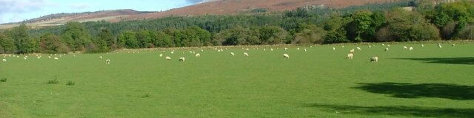 Pasture land at Glenalbert Looking over the Tay valley towards the hills above Guay and Dowally.