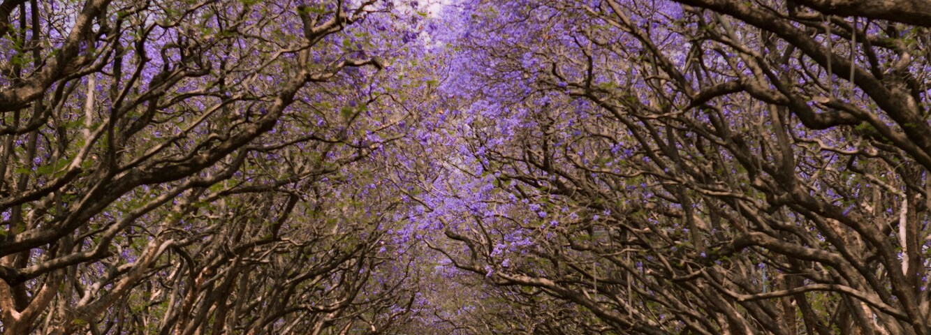 Uma estrada bordeada por árvores, com flores roxas e carros.