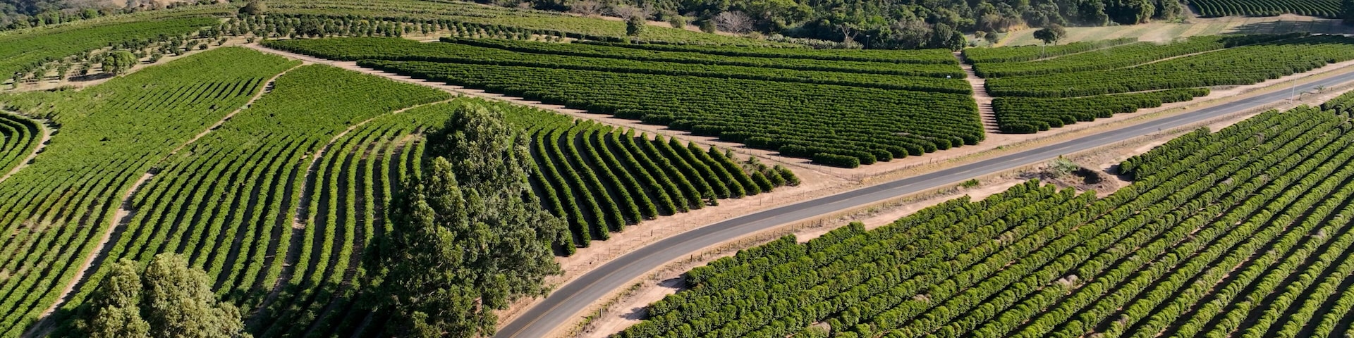 Vista aérea de um vinhedo com fileiras de videiras, uma estrada sinuosa e colinas ondulantes ao fundo.