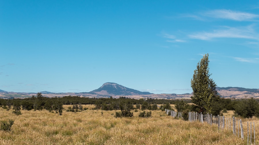 Um campo gramado com uma montanha ao fundo e uma árvore alta em primeiro plano.